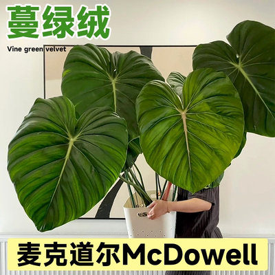 麦克道尔蔓绿绒McDowell明脉荣耀