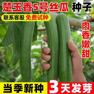 楚玉香丝瓜种子籽特大丝瓜种籽
