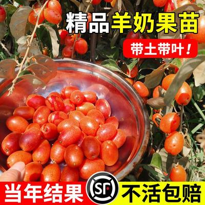 羊奶果嫁接苗德甜二号特大