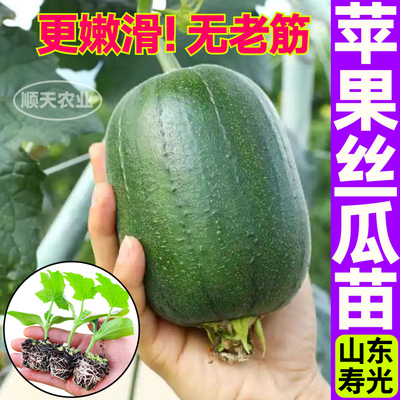 苹果丝瓜苗秧嫩滑四季高产短棒肉丝瓜鲜花棱丝瓜种子阳台盆栽带土