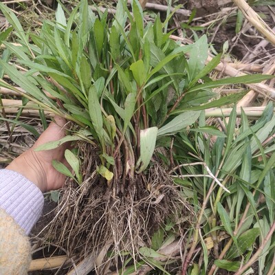野生马兰头根苗原生态新鲜南方种植食用种阳台盆栽菜园苗红梗马兰