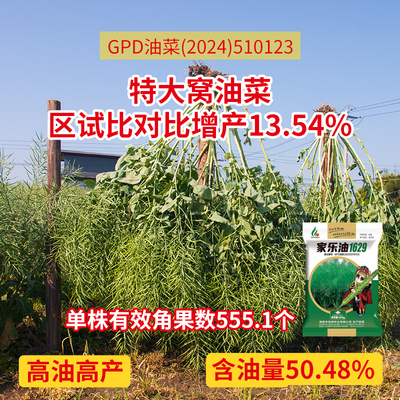 家乐油1629增产版 大窝杂交油菜种子 高产高油高抗 分枝多夹角密