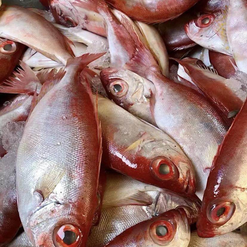 大眼鲢鱼图片,花鲢鱼图片大全大图(第10页)_大山谷图库