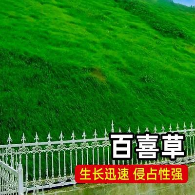 宽叶草籽百喜草种子耐盐碱护坡固土边坡绿化耐热耐旱夏季草种籽孑