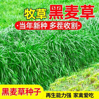 黑麦草多年生畜牧养殖喂鸡牛羊鱼