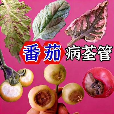 番茄专用哈茨木霉菌肥防多病害