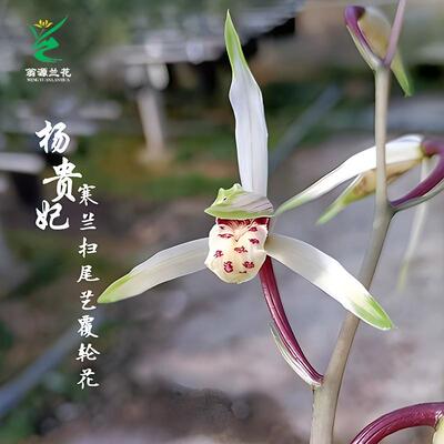 翁源兰花寒兰杨贵妃花艺双全浓香