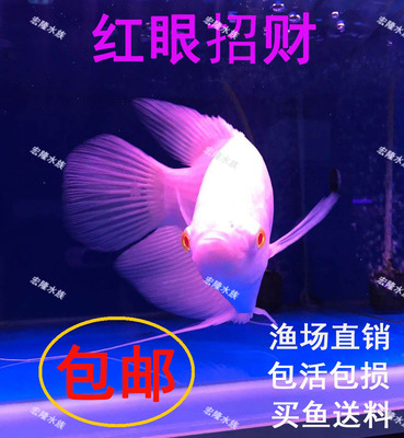 战船鱼招财鱼黑眼招财红眼招财鱼古代战船鱼活体中大型热带观赏鱼