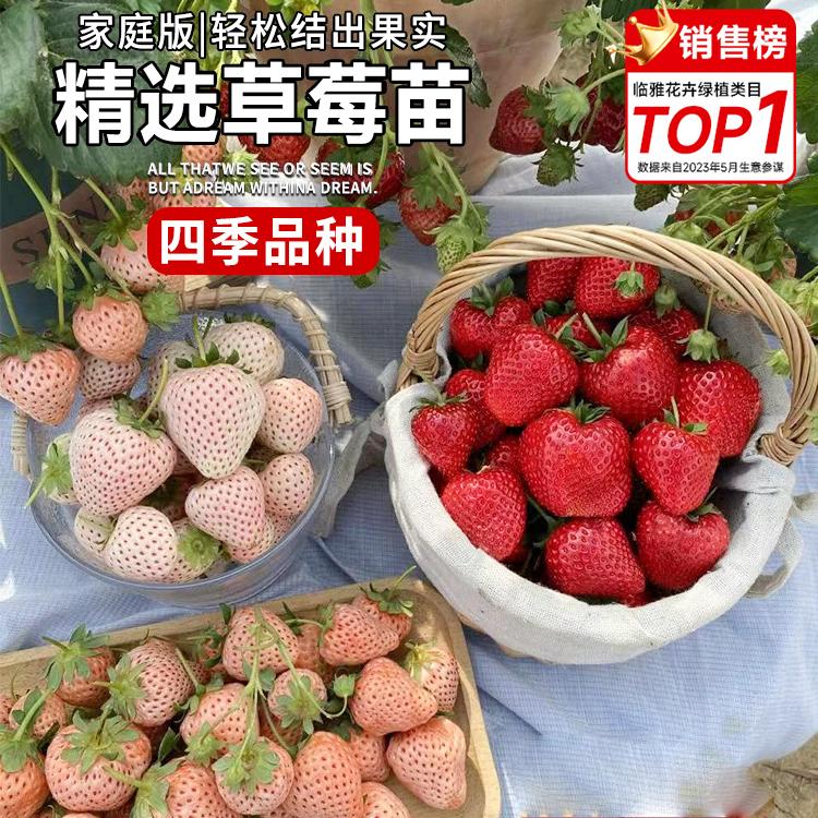 奶油草莓苗盆栽带盆带土种籽子可食用红颜四季结果阳台种植新苗秧