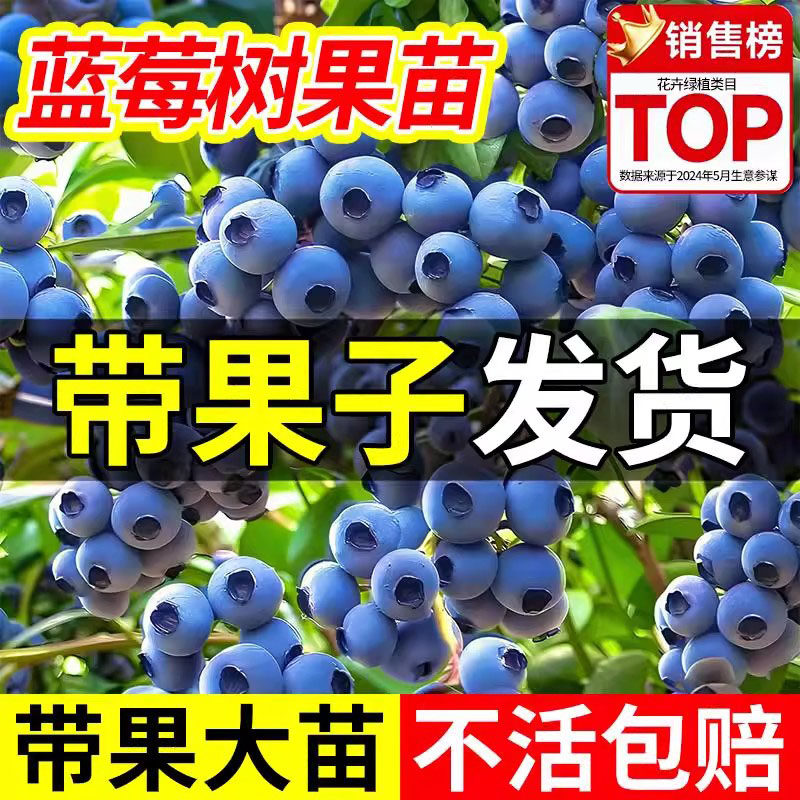 蓝莓树果苗带果子绿宝石蓝梅南北方庭院种植薄雾盆栽阳台水果树苗