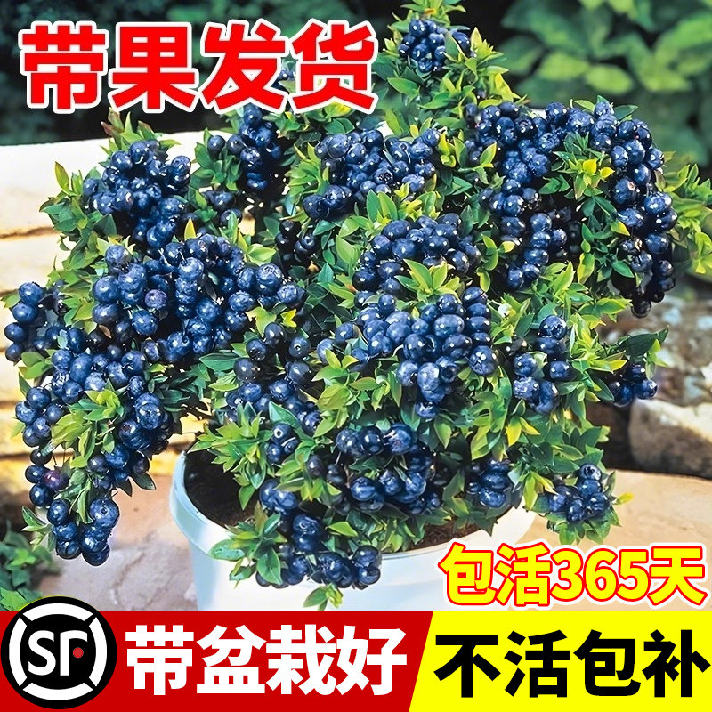 蓝莓树果苗盆栽L25特大号果树带果带花苞花香苗地栽南方北方种植