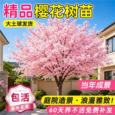 树苗南北方种植花卉绿物日