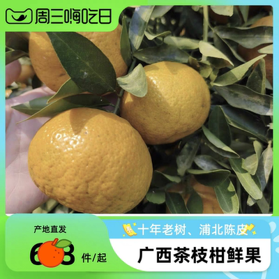 广西浦北陈皮柑 新会茶枝柑 二红大红柑鲜果（10年老树晒皮专用）