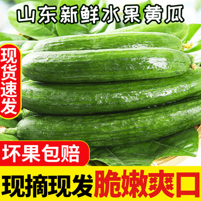 井禾村新鲜即食水果小黄瓜