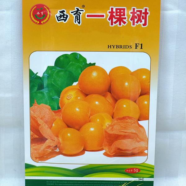 西林种业西育一棵树姑娘种子灯笼果种子菇娘颗颗甜籽小园种植5克