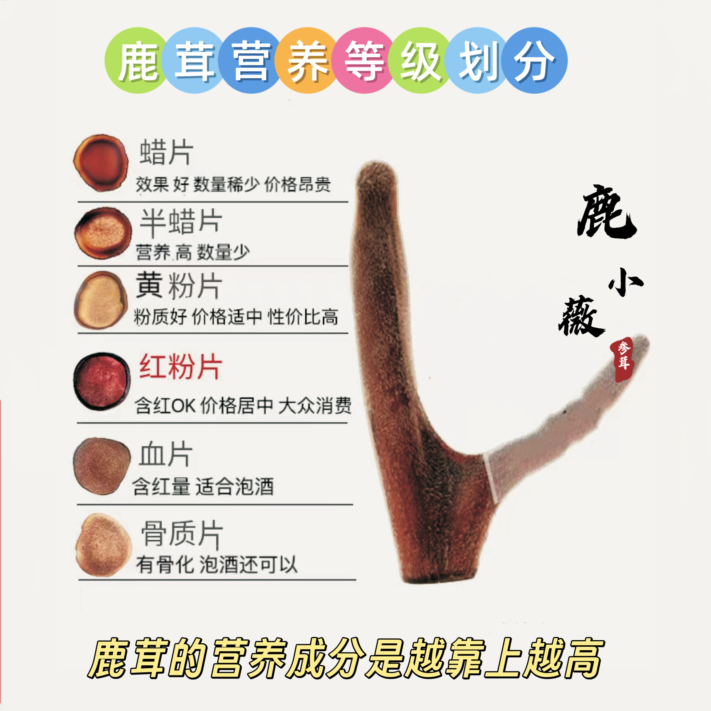 鹿小薇•梅花鹿整枝干鹿茸段切片鹿茸全蜡片半蜡片黄粉片红粉片