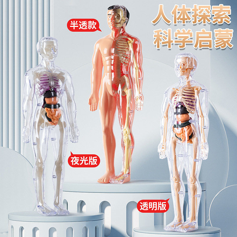 儿童玩具解剖早教3d骨骼仿真人体骨骼结构模型拼装医学器官教具