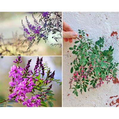 澳大利亚槐蓝 INDIGOFERA australis种子 羽叶小灌木根茎可做染料