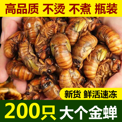 新货大号金蝉活体速冻