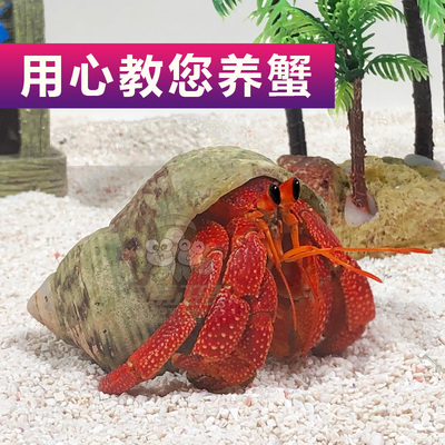 寄居蟹简单易养懒人宠物性价比高