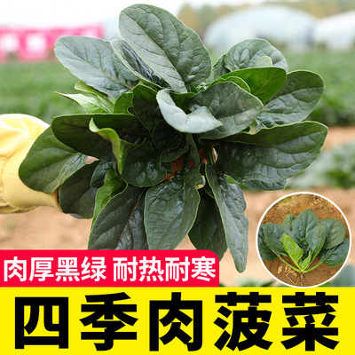 四季红根菠菜种子秋冬秋后大叶趴地菠菜蔬菜种籽种老品种波菜耐寒