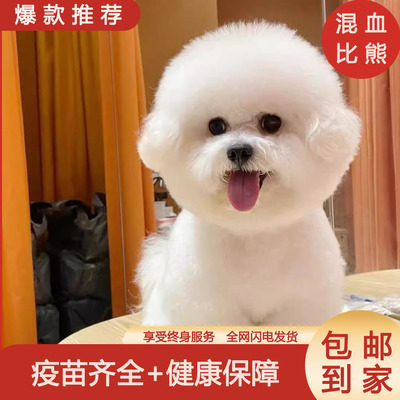 比熊混血犬大眼睛纯白色聪明迷你真狗活物小体超可爱网红家养狗狗