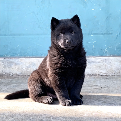 大型犬虎头看家护院看门狗幼宠