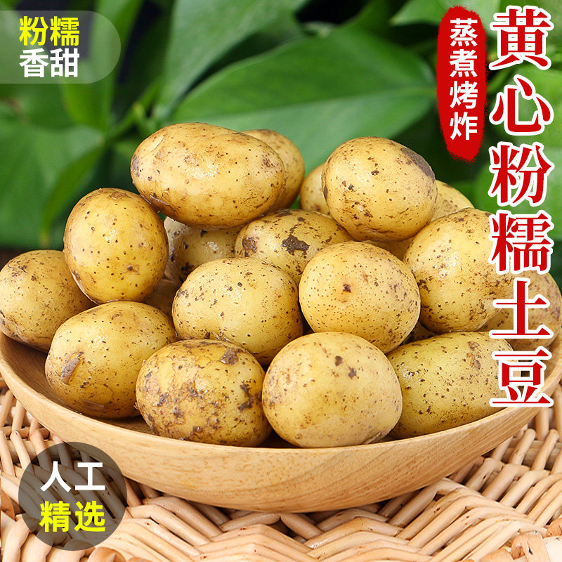 恩施小土豆10斤包邮农家正宗新鲜洋芋迷你黄心湖北马铃薯蔬菜整箱