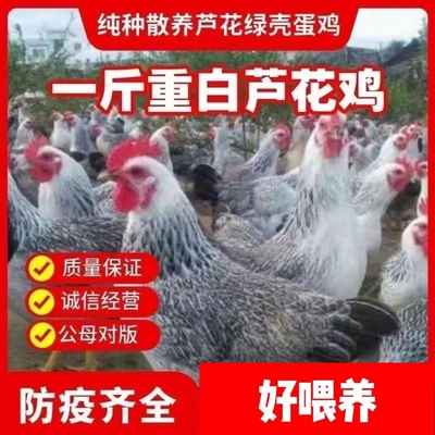 散养一斤白芦花鸡活苗稻花鸡活体产蛋鸡活鸡彩凤鸡观赏鸡土鸡活苗