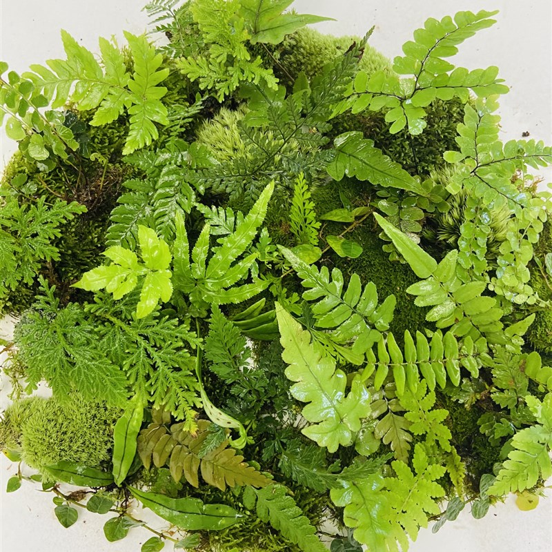 微景观造景迷h你蕨类DIY材料生态瓶耐湿雨林缸苔藓小蕨教学绿植