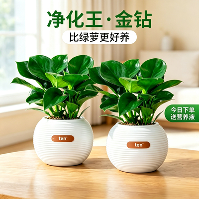 金钻盆栽绿植大盆绿萝除室内甲醛植物花卉水培办公室净化空气好养