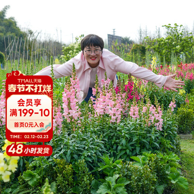 海蒂庭院草本花卉金鱼草