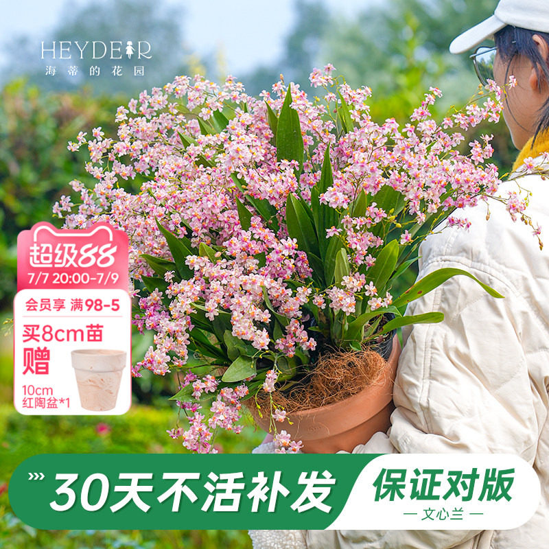 海蒂的花园旗舰店梦香文心兰盆栽香水兰花苗绿植阳台室内桌面花卉