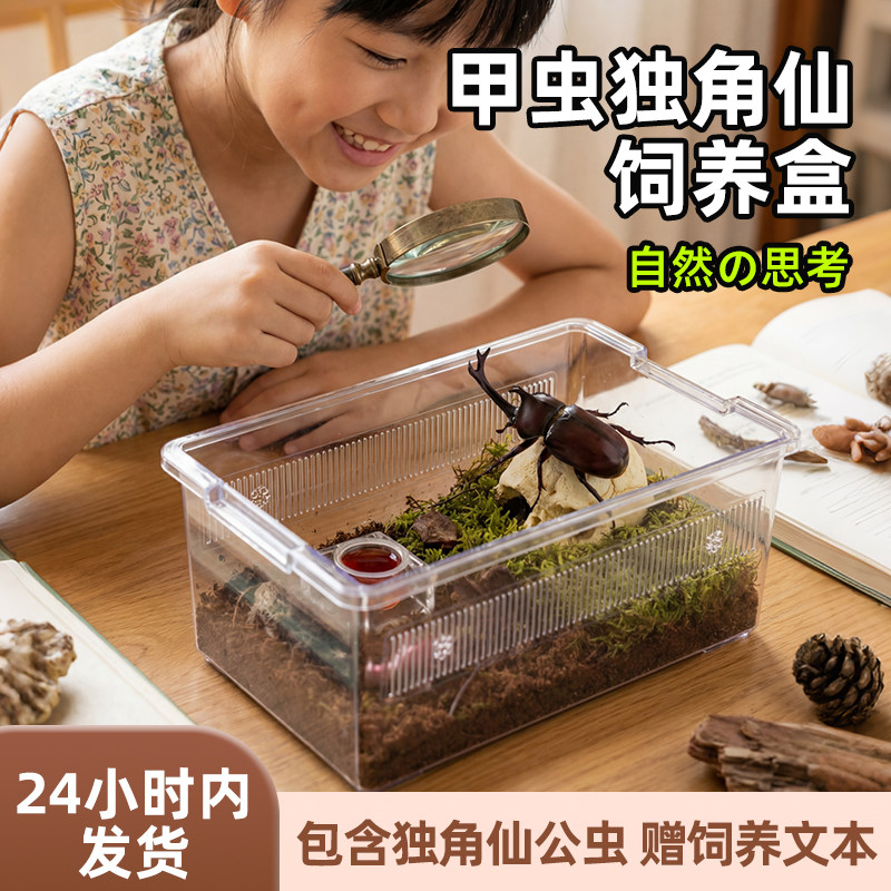 甲虫活体宠物独角仙成虫饲养盒套装儿童科普昆虫观察盒新手入门