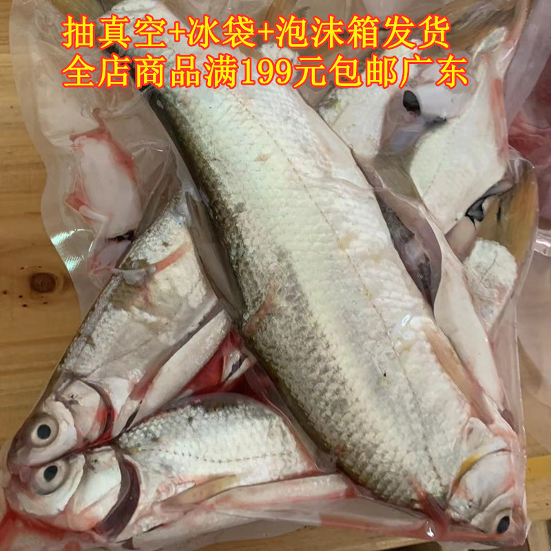 江西上犹黄尾鱼大黄鱼淡水鱼类肉质鲜嫩青尾鱼红烧炖汤白鱼1斤