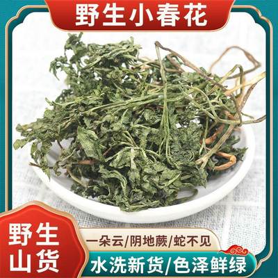 野生小春花中药材草药正品新货阴地蕨一朵云蛇不见独立金鸡破天云