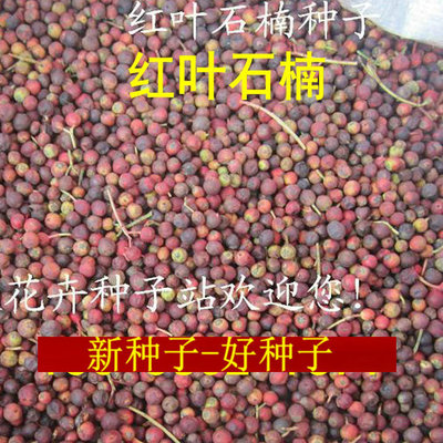 绿化红叶石楠种子篱笆围栏树种