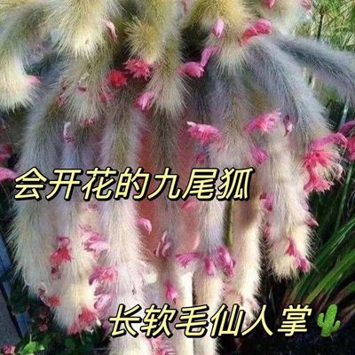 大棵长毛九尾狐仙人球多肉植物白色长毛会开花好养活有根仙人掌