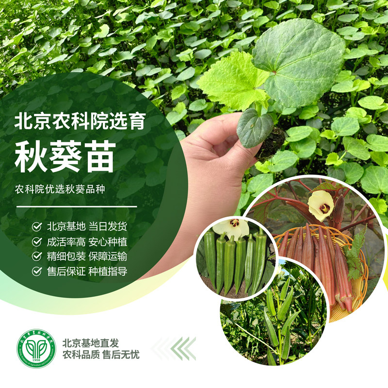 农科院秋葵苗水果红黄秋葵秧苗金花葵菜园庭院地栽易种高产蔬菜苗
