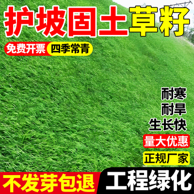 护坡固土草坪草籽四季常青免修剪耐践踏民宿露营公园