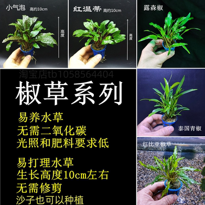 椒草无需二氧化碳易打理迷你椒