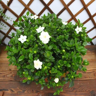 牡丹栀子花苗绿植大小叶四季开花枝子花树苗阳台室内盆栽花卉植物
