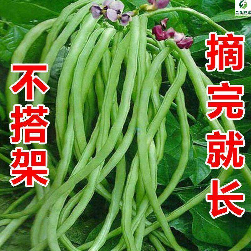 无架豆角种子不搭架长豇豆种籽矮生无藤早熟地豆懒人春季蔬菜种子