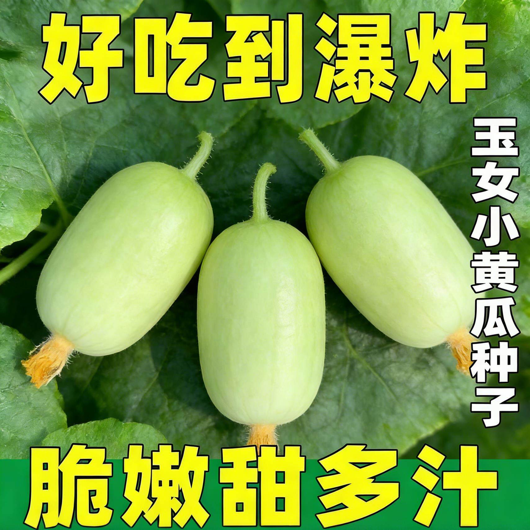 玉女水果黄瓜种子早熟高产节节有瓜耐低温弱光春秋播蔬菜种籽热销