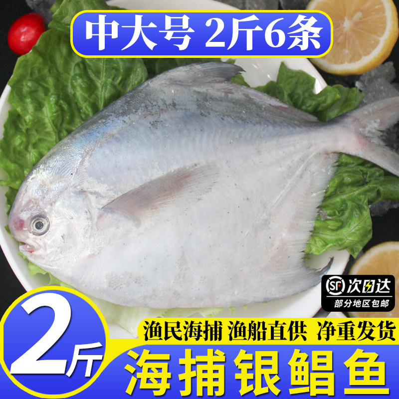 大鲳鱼新鲜冷冻银鲳鱼海捕白鲳鱼野生平鱼舟山宁波海鲜水产2斤