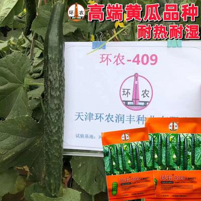 环农409黄瓜种子青皮青肉耐热短把密刺抗病黑油亮型黄瓜雌花率高