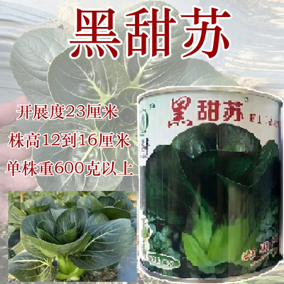 苏州青种籽黑甜苏油亮矮脚青帮