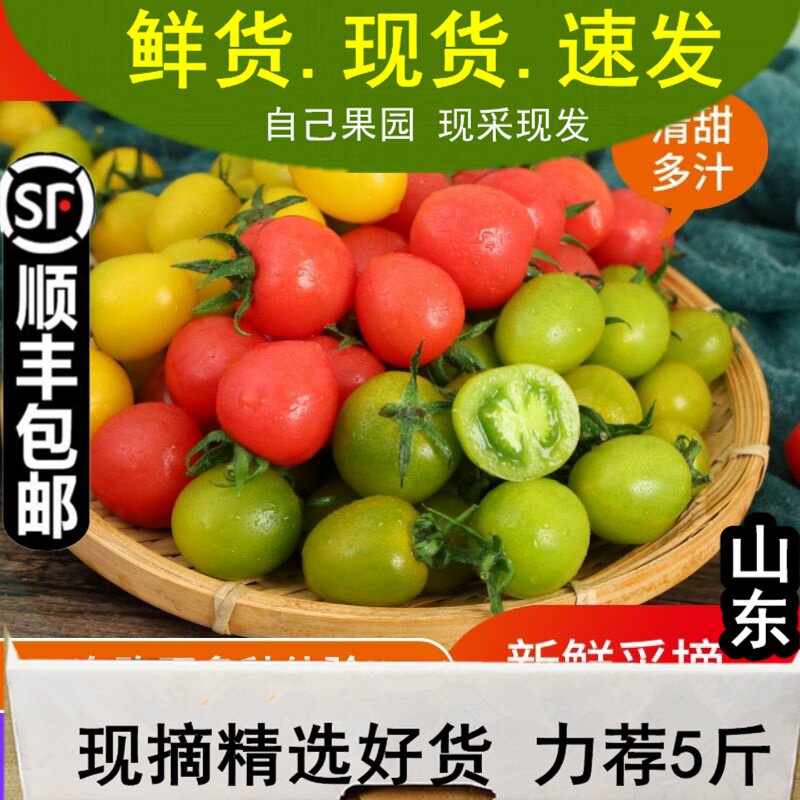 山东寿光三色千禧小番茄圣女果千玺小西红柿青口蜜彩色四色包邮