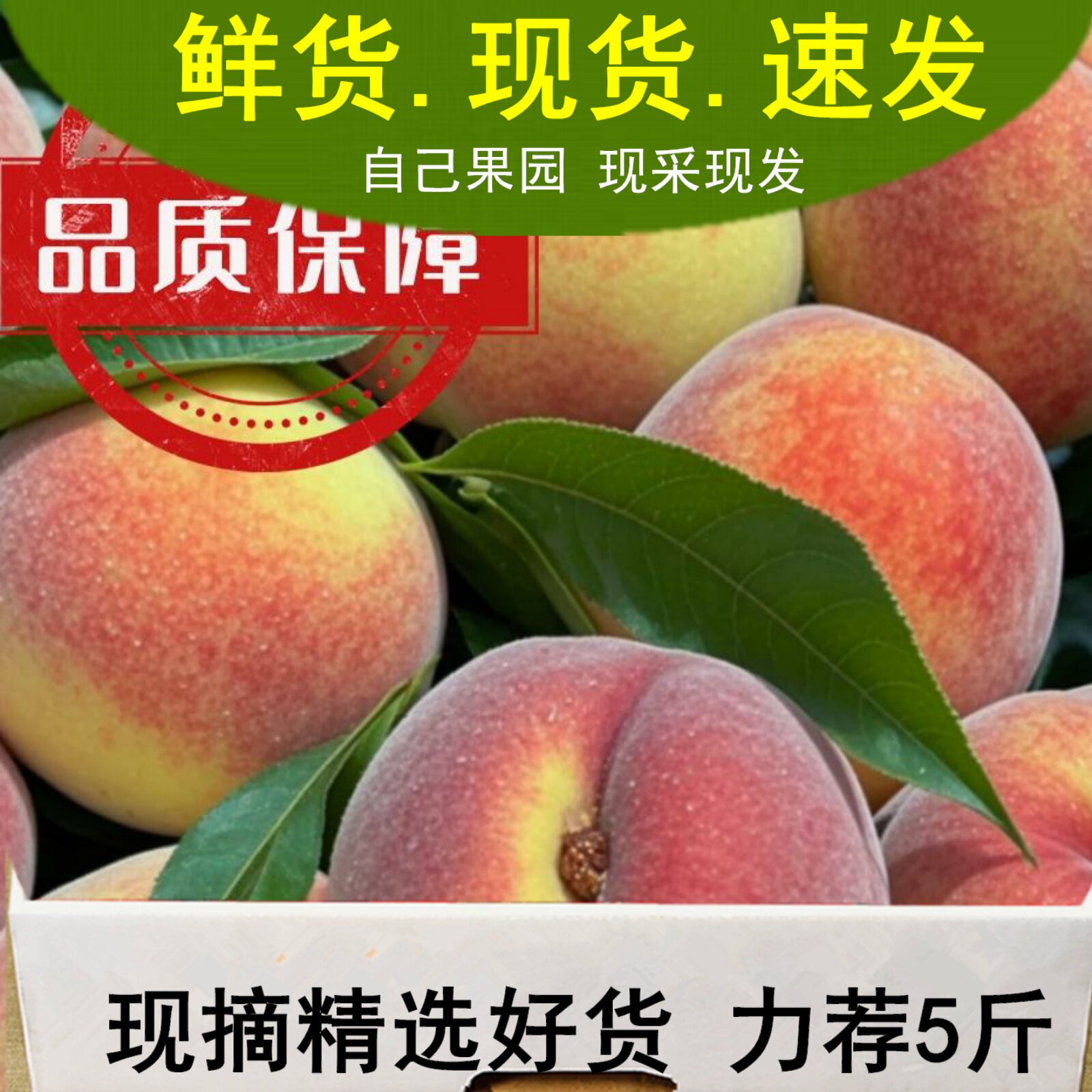 山东青州蜜桃脆甜桃子新水果青毛桃水蜜桃山东毛桃秋桃现摘现发