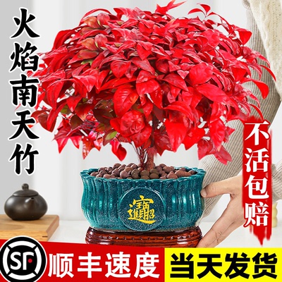 火焰南天竹盆栽客厅室内绿植红叶